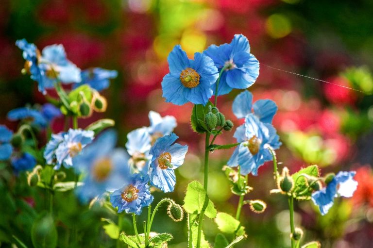Heritage in Bloom – A spring tour of Canada’s historic gardens ...