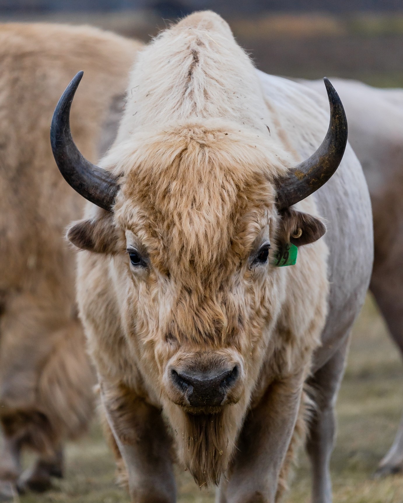 Discover Métis Culture, People and Now Bison at Métis Crossing ...